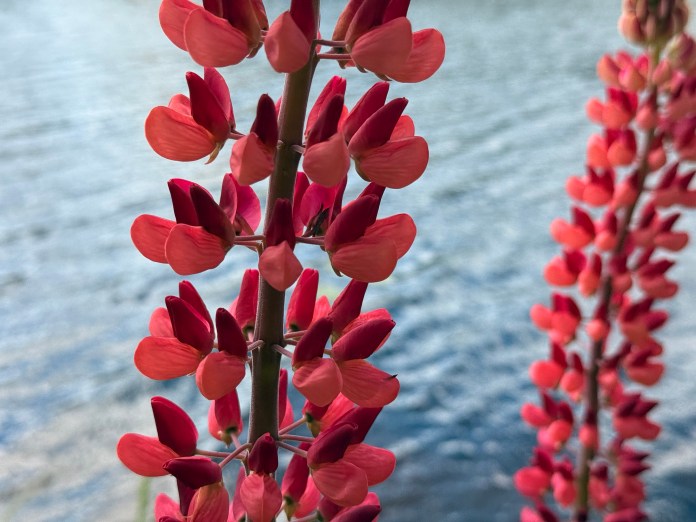 Russell Red | Gardening in the North