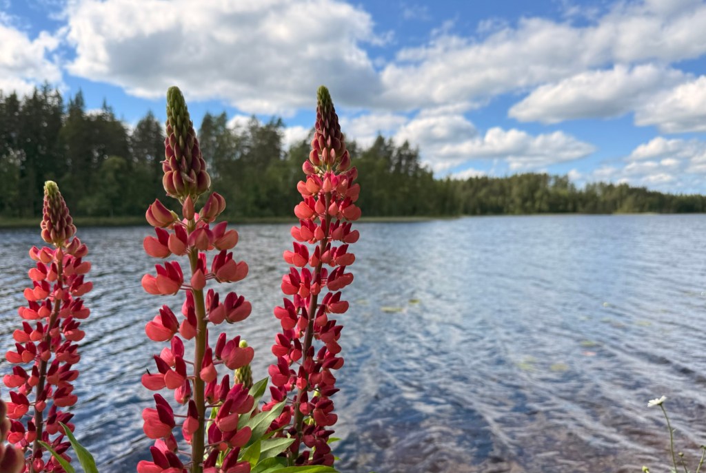 Russell Red | Gardening in the North